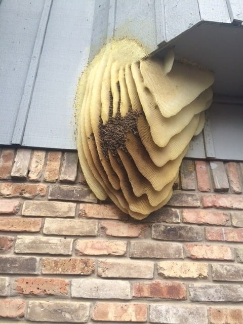 Bee Removal in Dallas: Dallas Bee Removal, Control, & Exterminator