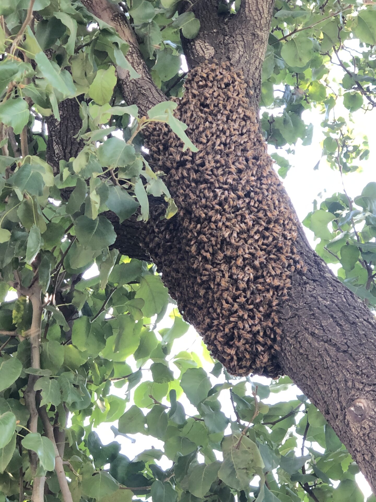 Understanding Africanized Bees - Little Giant Beekeepers