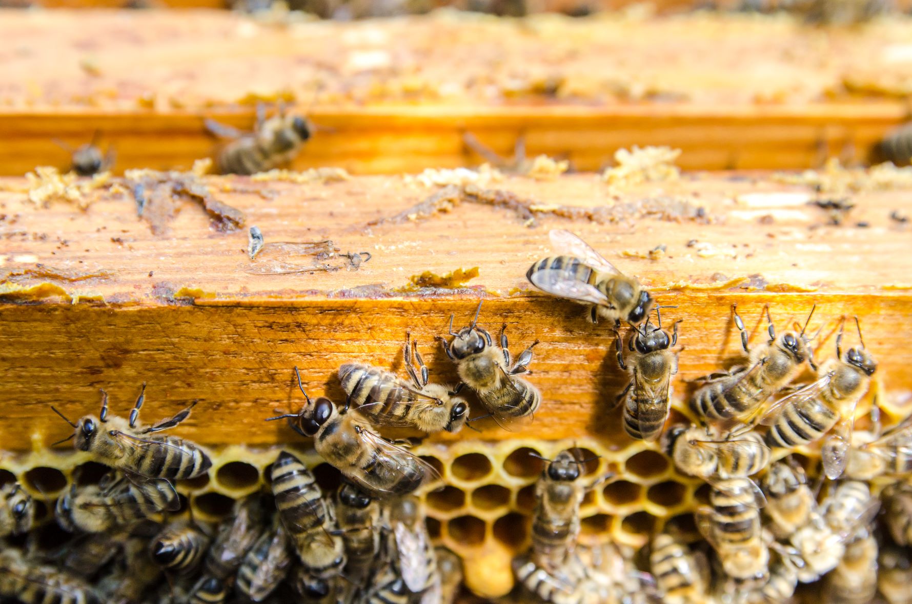 Call For Safe Bee Removal In Sachse - Little Giant Beekeepers
